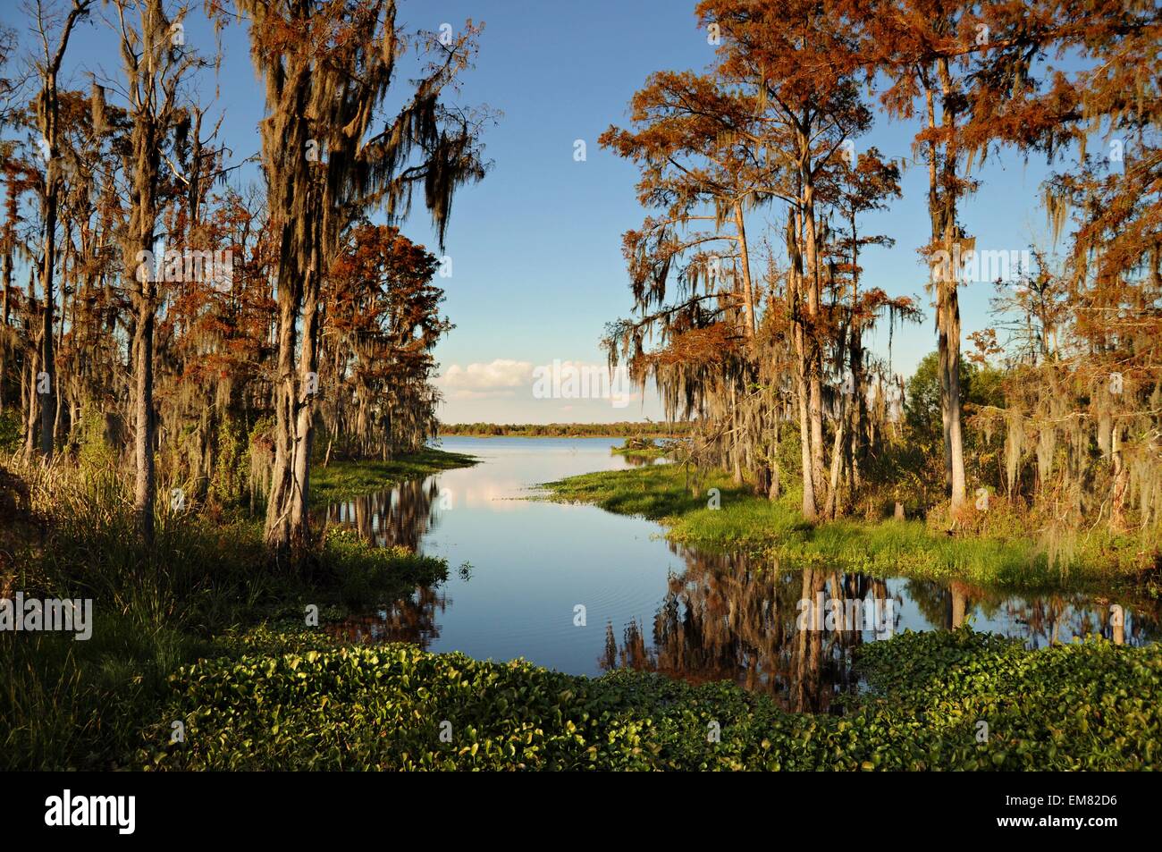 Bayou bleu Banque de photographies et d’images à haute résolution - Alamy