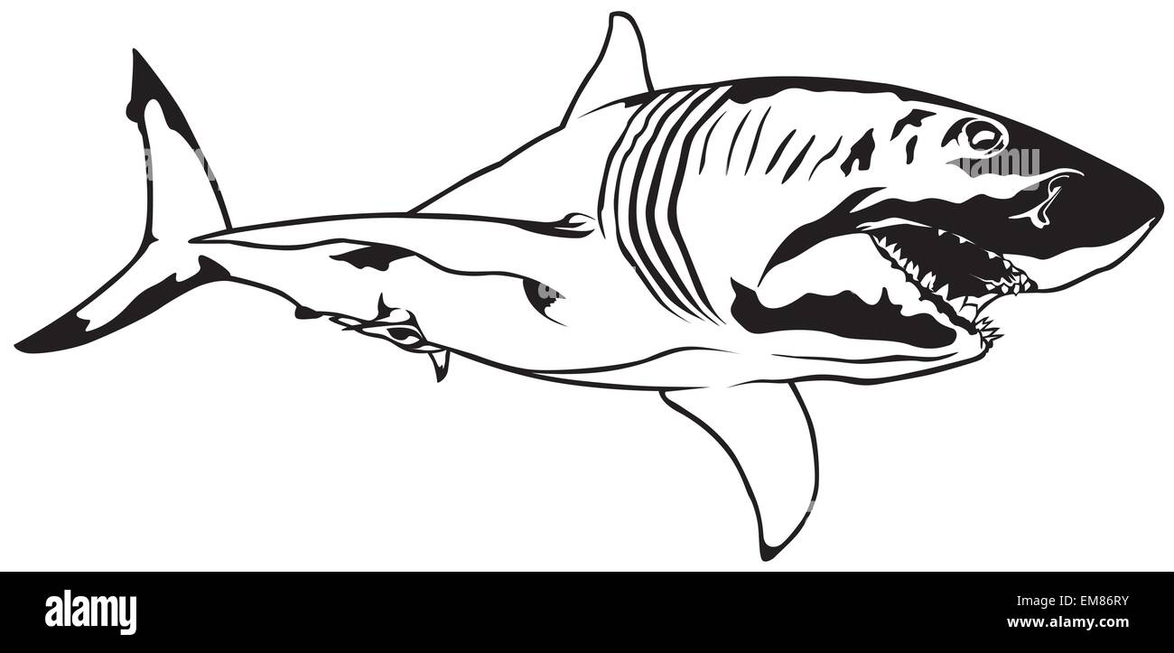 Requin dessin n b Banque de photographies et d’images à haute ...