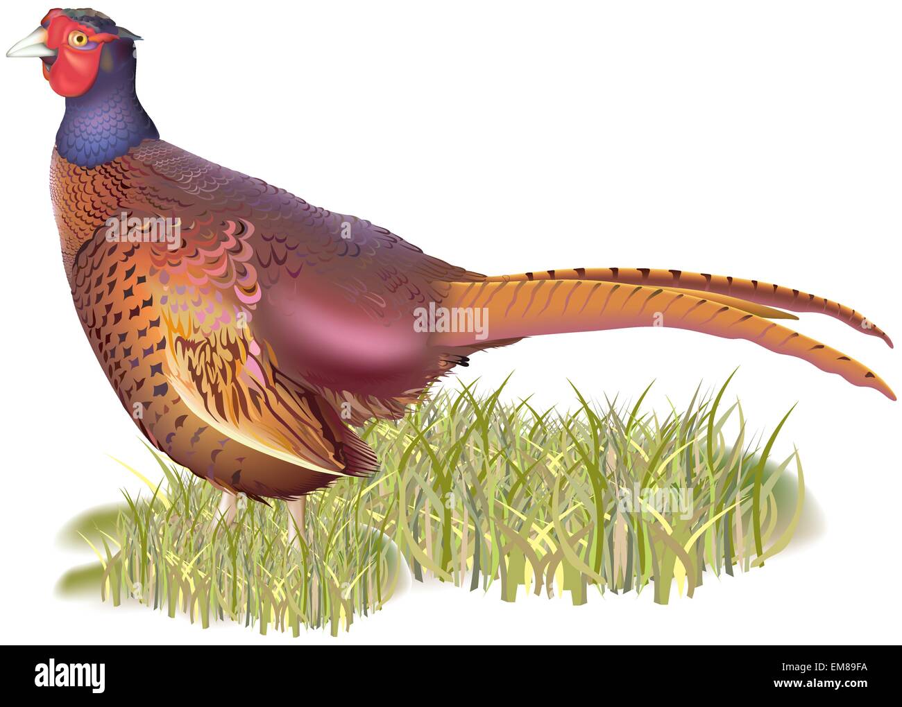 Faisan de chasse Banque d'images vectorielles - Alamy