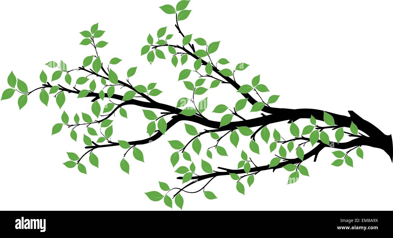 Branche d'arbre vector illustration over white background Image ...
