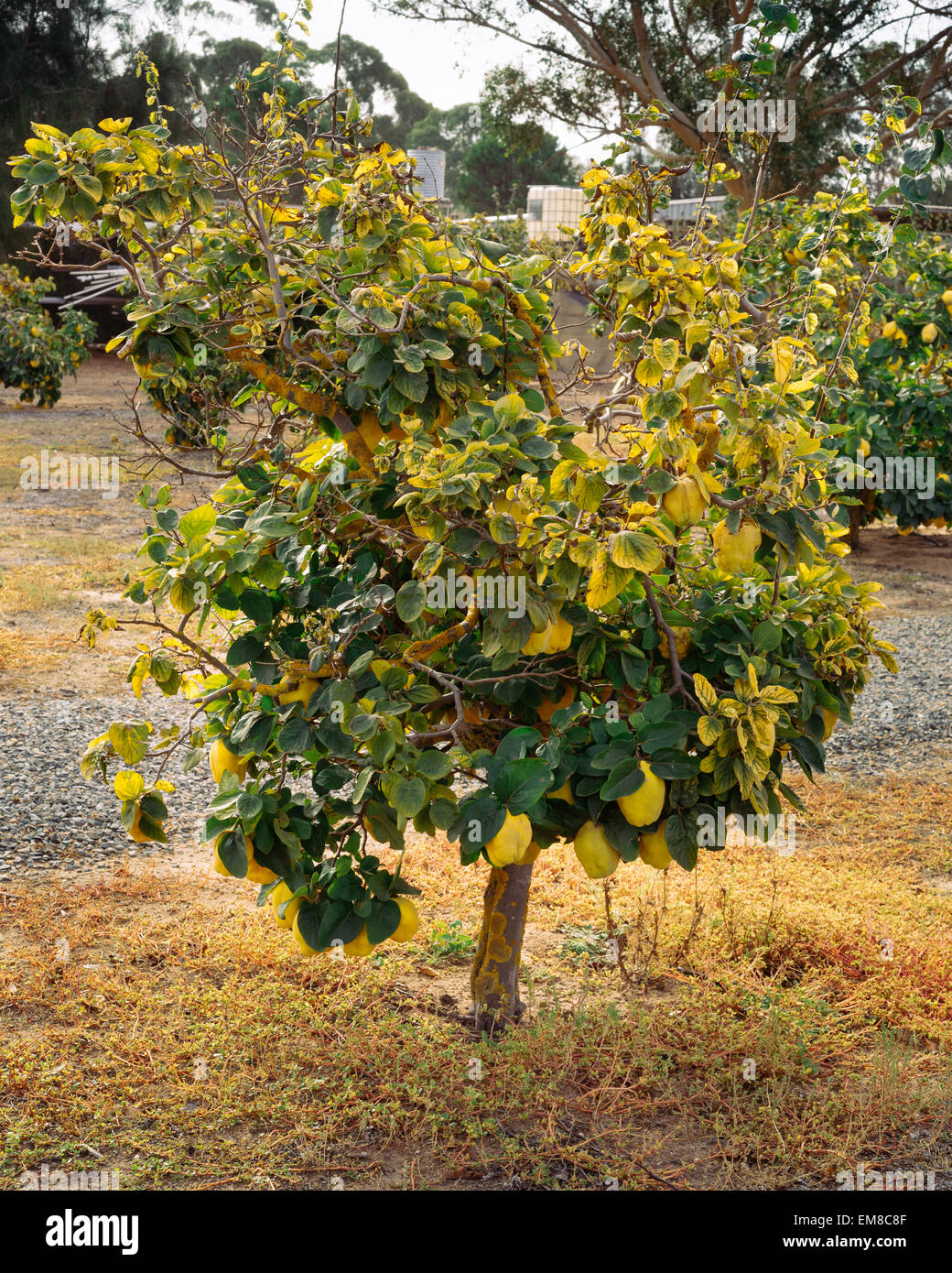 Arbres fruitiers Banque de photographies et d’images à haute résolution ...