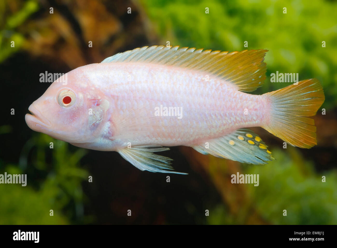 Zebre albinos Banque de photographies et d’images à haute résolution ...