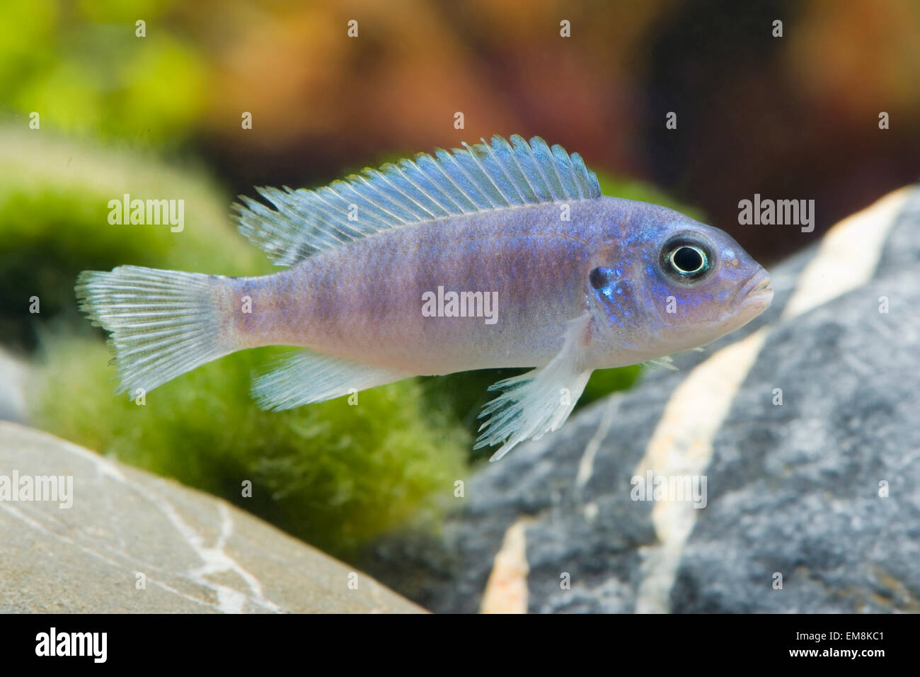Malawi cichlid Banque de photographies et d’images à haute résolution ...
