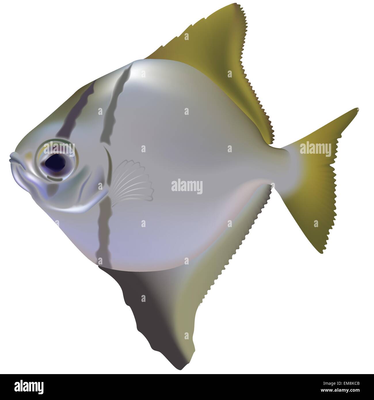 Doigt de poisson Banque d'images vectorielles - Alamy