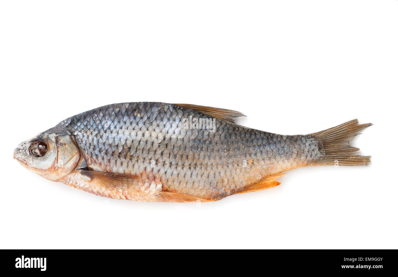 Sea roach Banque de photographies et d’images à haute résolution - Alamy