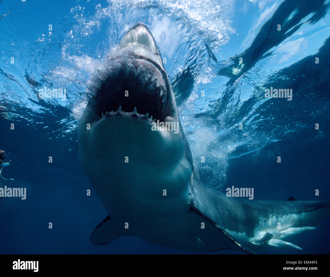 Morsures de requin Banque de photographies et d’images à haute ...