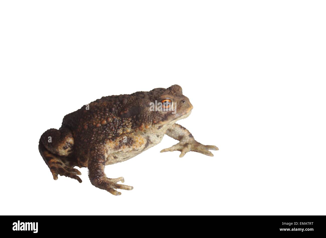 Crapaud brun Banque de photographies et d’images à haute résolution - Alamy