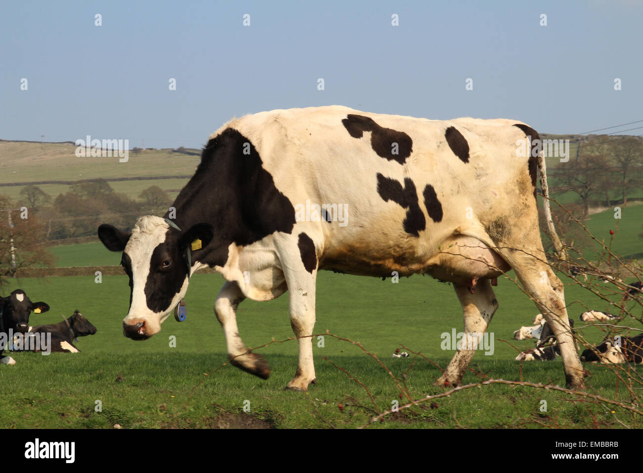 Vache qui marche Banque de photographies et d’images à haute résolution ...