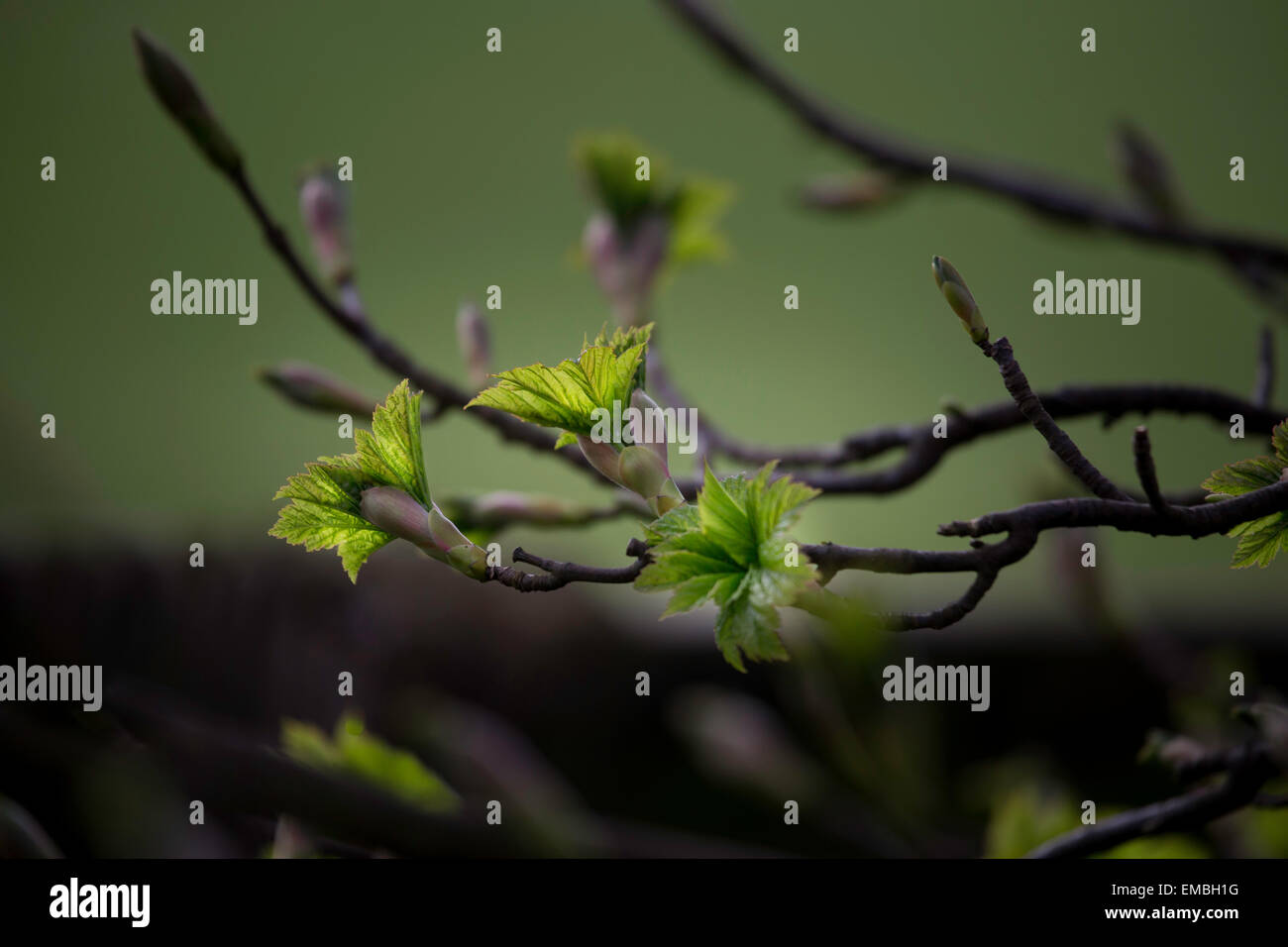 Arbre avec des bourgeons de printemps Banque de photographies et d ...
