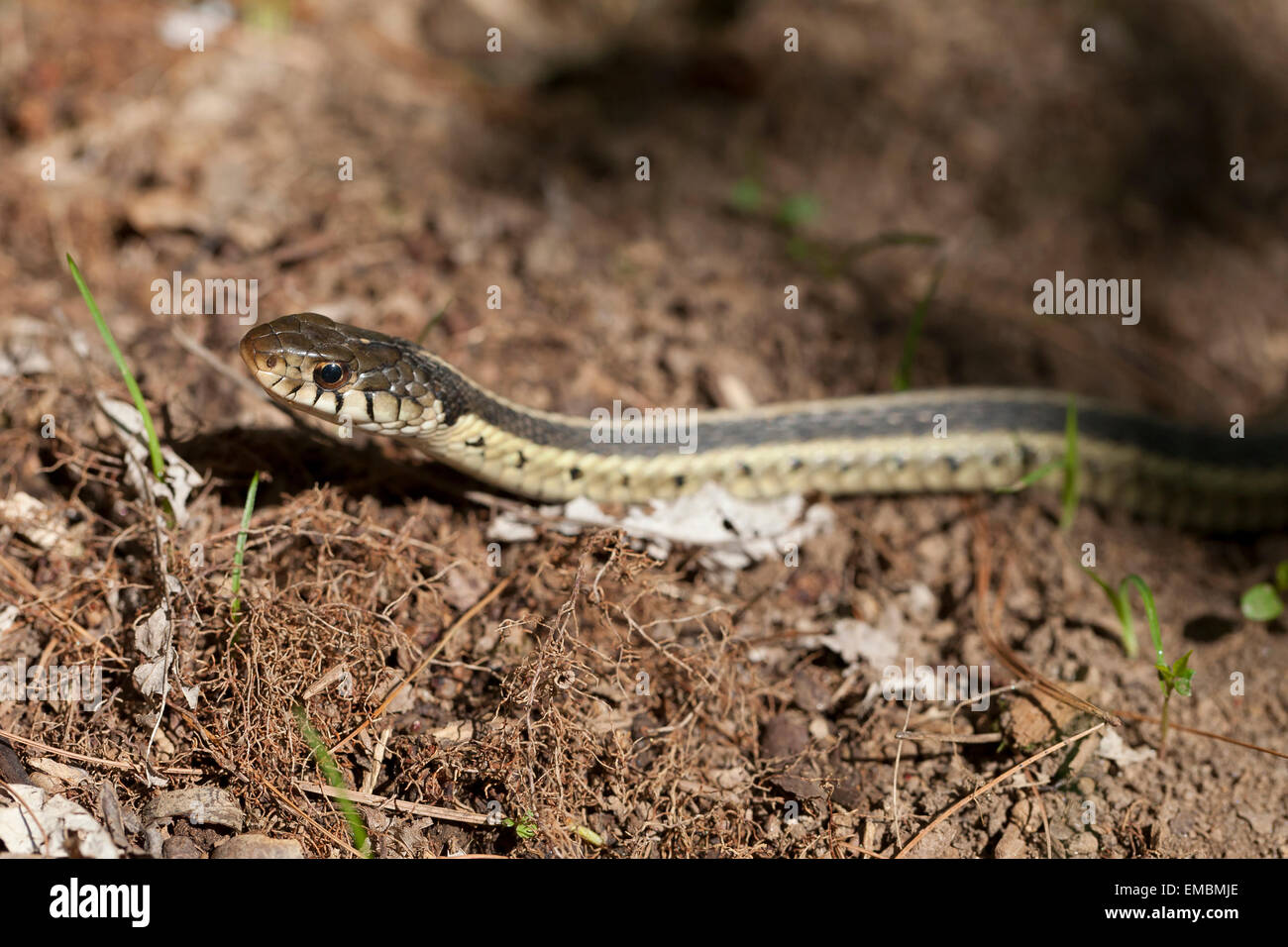Thamnophis sirtalis sirtalis Banque de photographies et d’images à ...