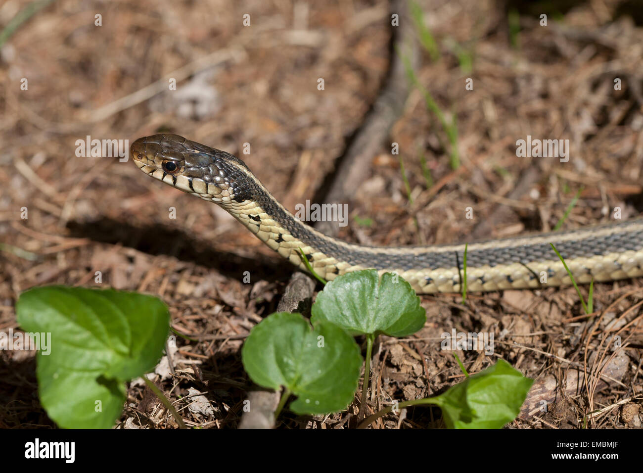 Common garter snake thamnophis sirtalis Banque de photographies et d ...