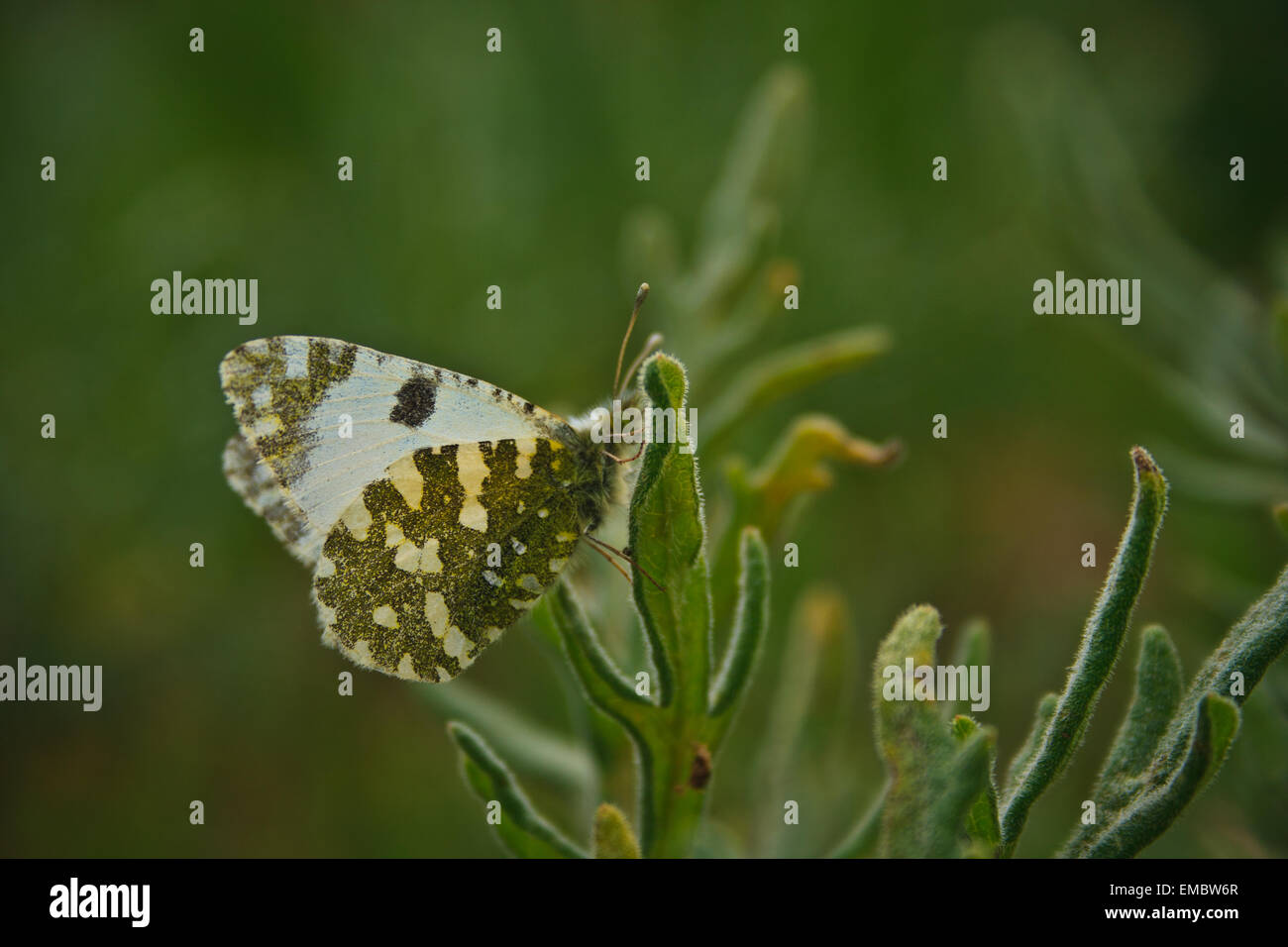 Vert papillon Banque de photographies et d’images à haute résolution ...