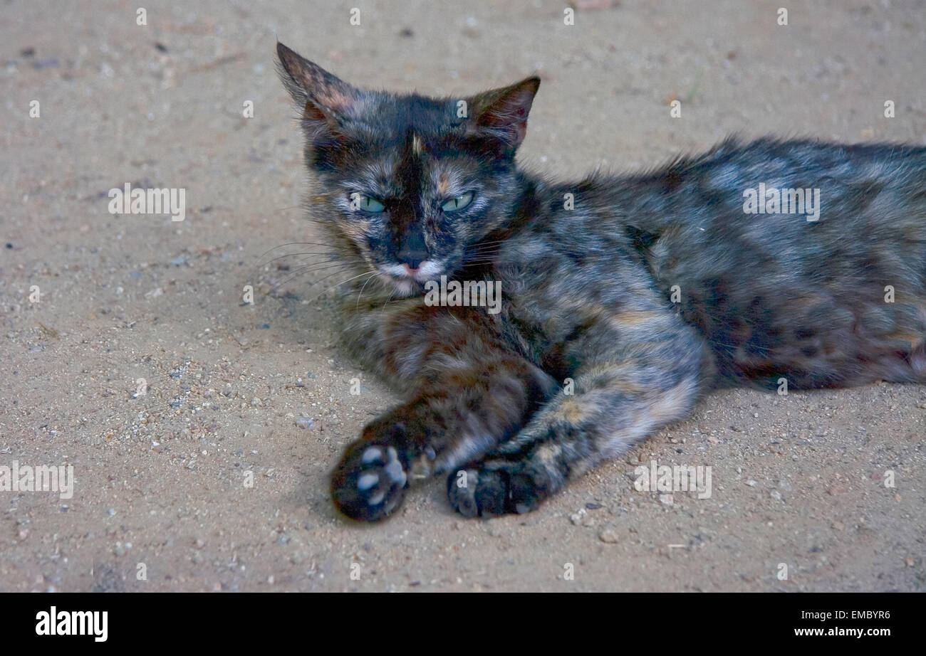 Chat multicolore Banque de photographies et d’images à haute résolution ...