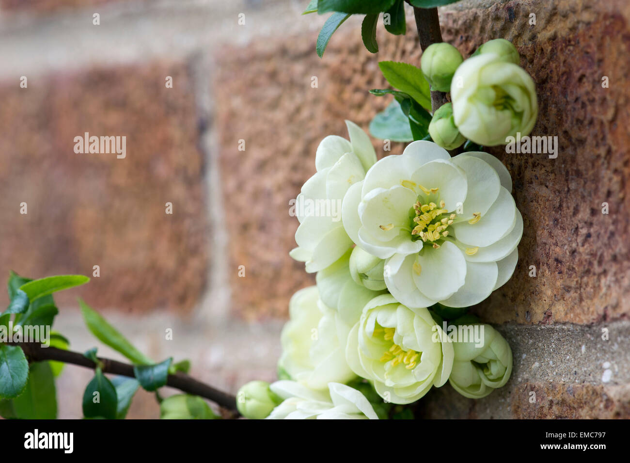 Fleur de coing japonaise Banque de photographies et d’images à haute ...
