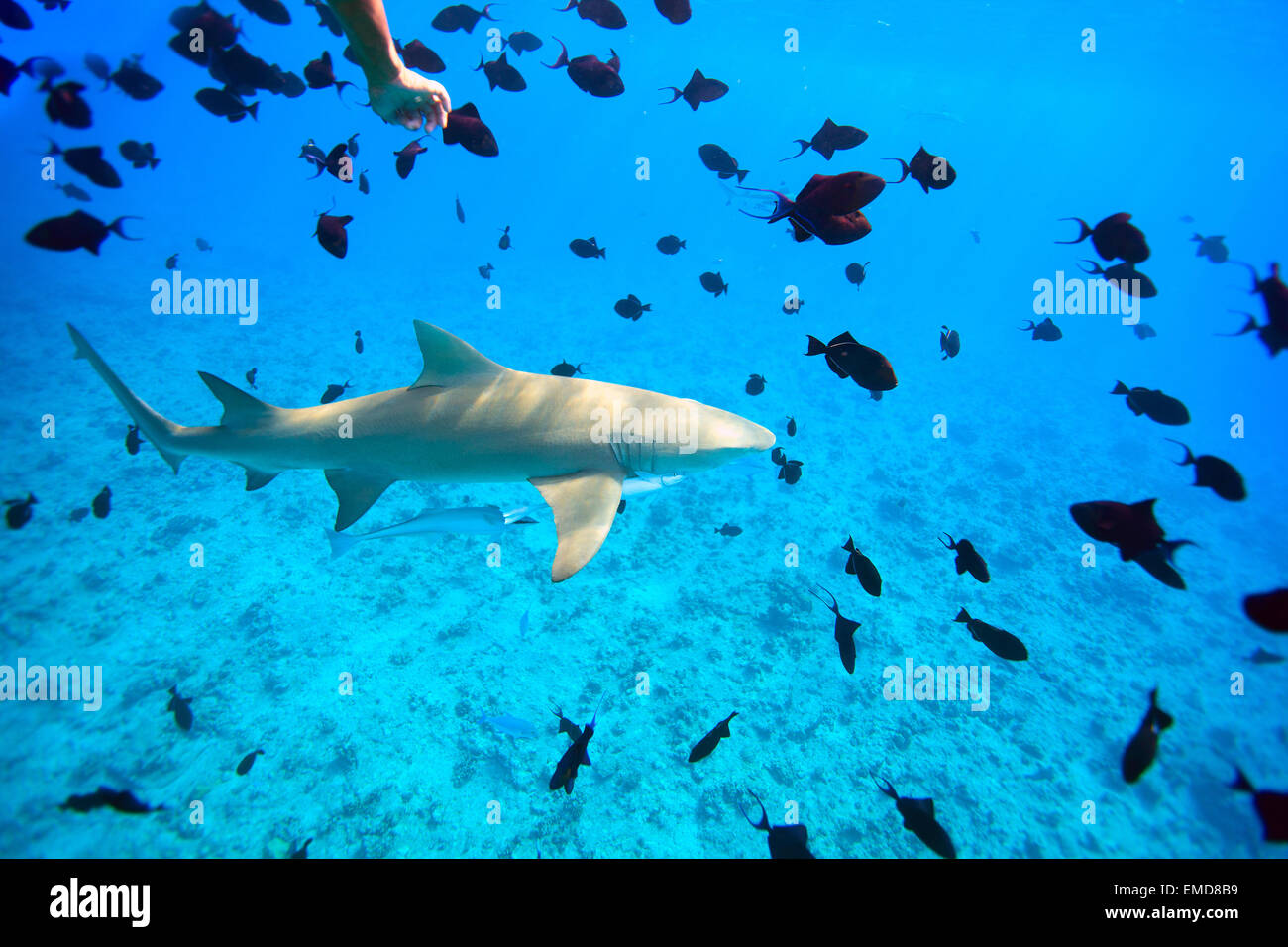 Requin Citron Banque d'image et photos - Alamy