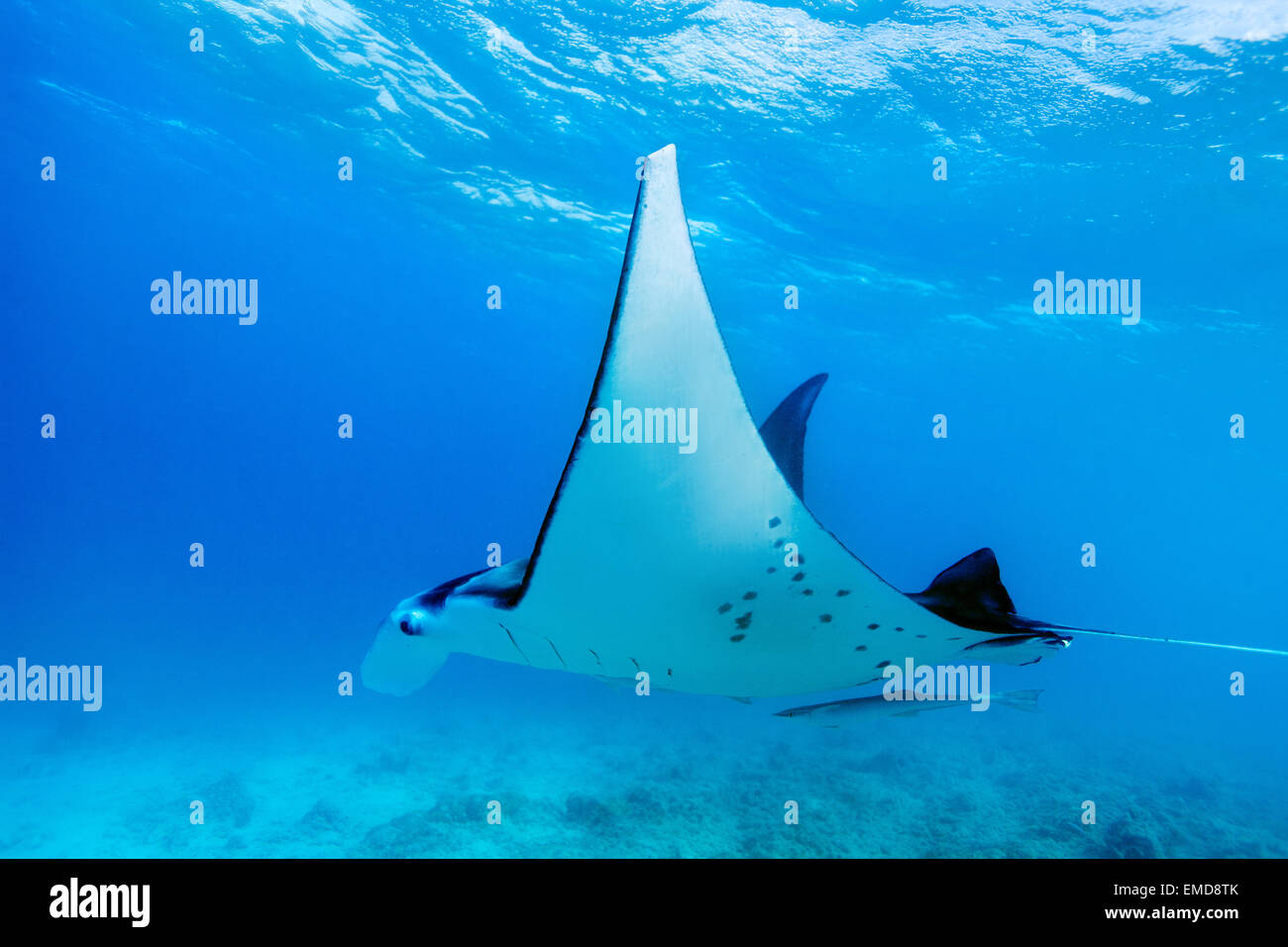 Raie manta Banque de photographies et d’images à haute résolution - Alamy
