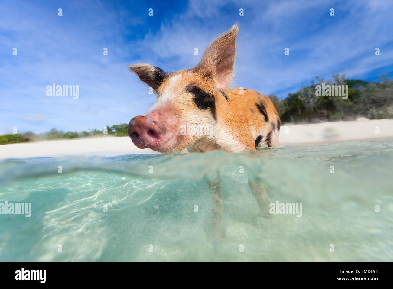 Beau cochon Banque de photographies et d’images à haute résolution - Alamy
