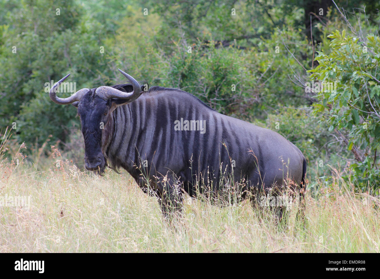 Gnou et antilope Banque de photographies et d’images à haute résolution ...