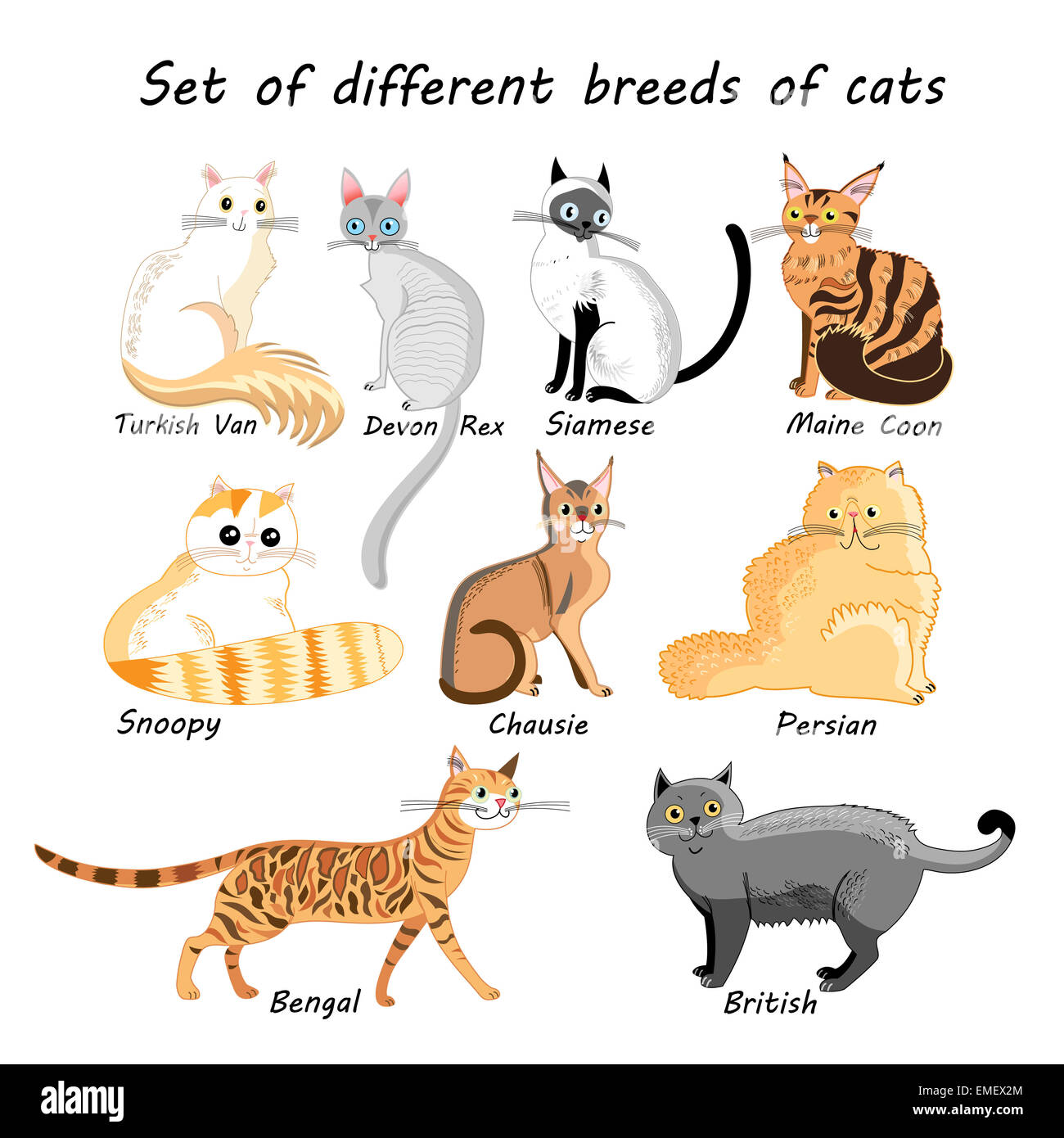 Vecteur graphique défini de différentes races de chats sur fond blanc ...