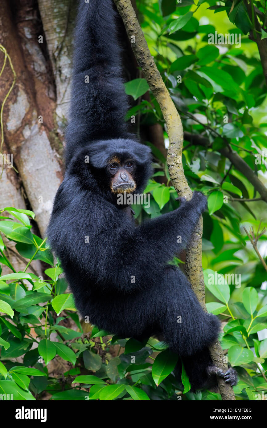 Monkey swinging gibbon Banque de photographies et d’images à haute résolution - Alamy