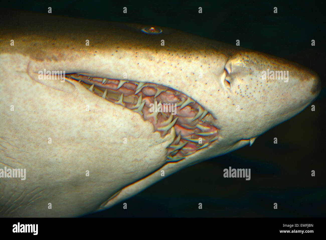 Tête de requin Banque de photographies et d’images à haute résolution ...