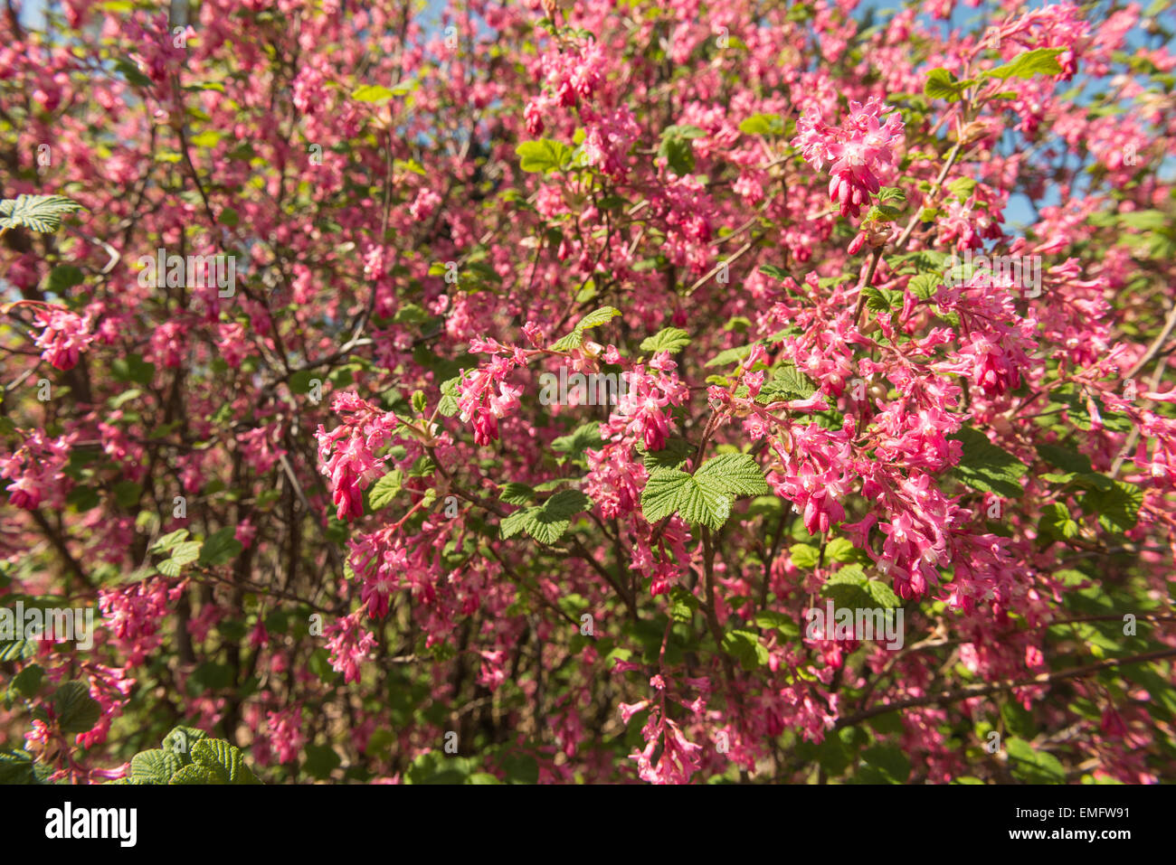 Cassis en fleurs Banque de photographies et d’images à haute résolution ...