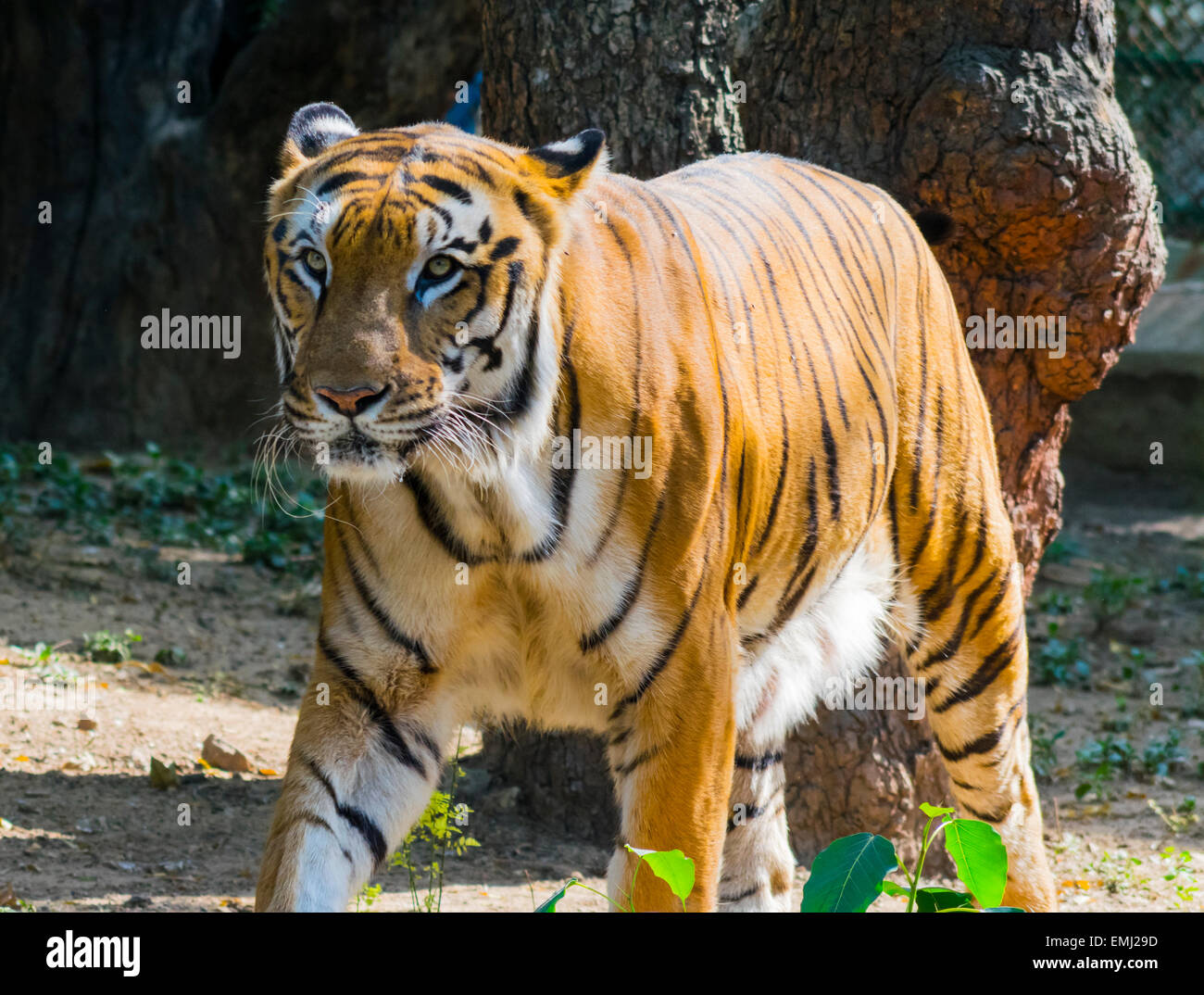 Grand tigre du Bengale de prendre une promenade Photo Stock - Alamy