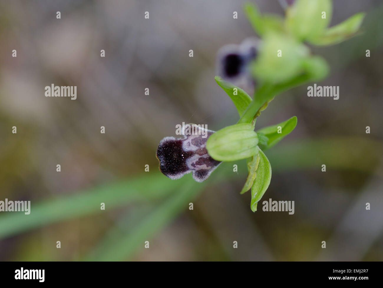 Ophrys omegaifera ssp dyris Banque de photographies et d’images à haute ...