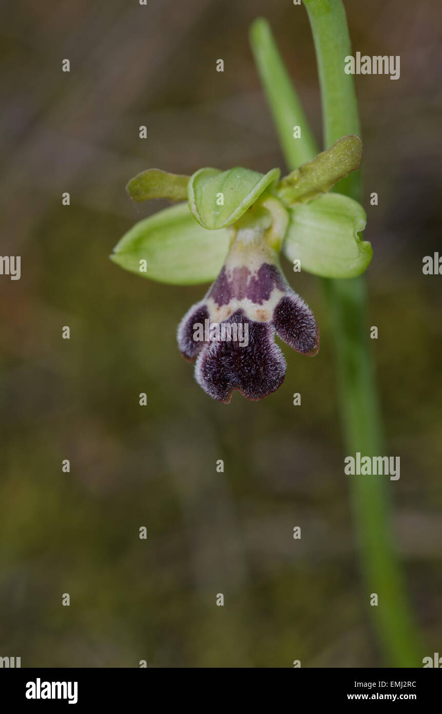 Ophrys omegaifera ssp dyris Banque de photographies et d’images à haute ...