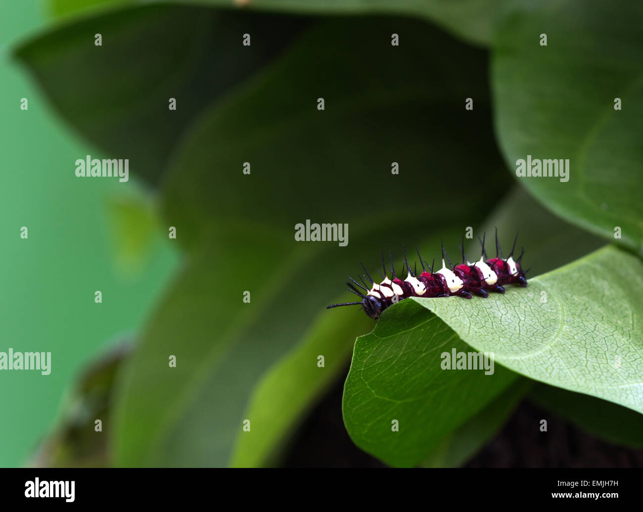 Grand arbre Caterpillar nymphe Photo Stock - Alamy