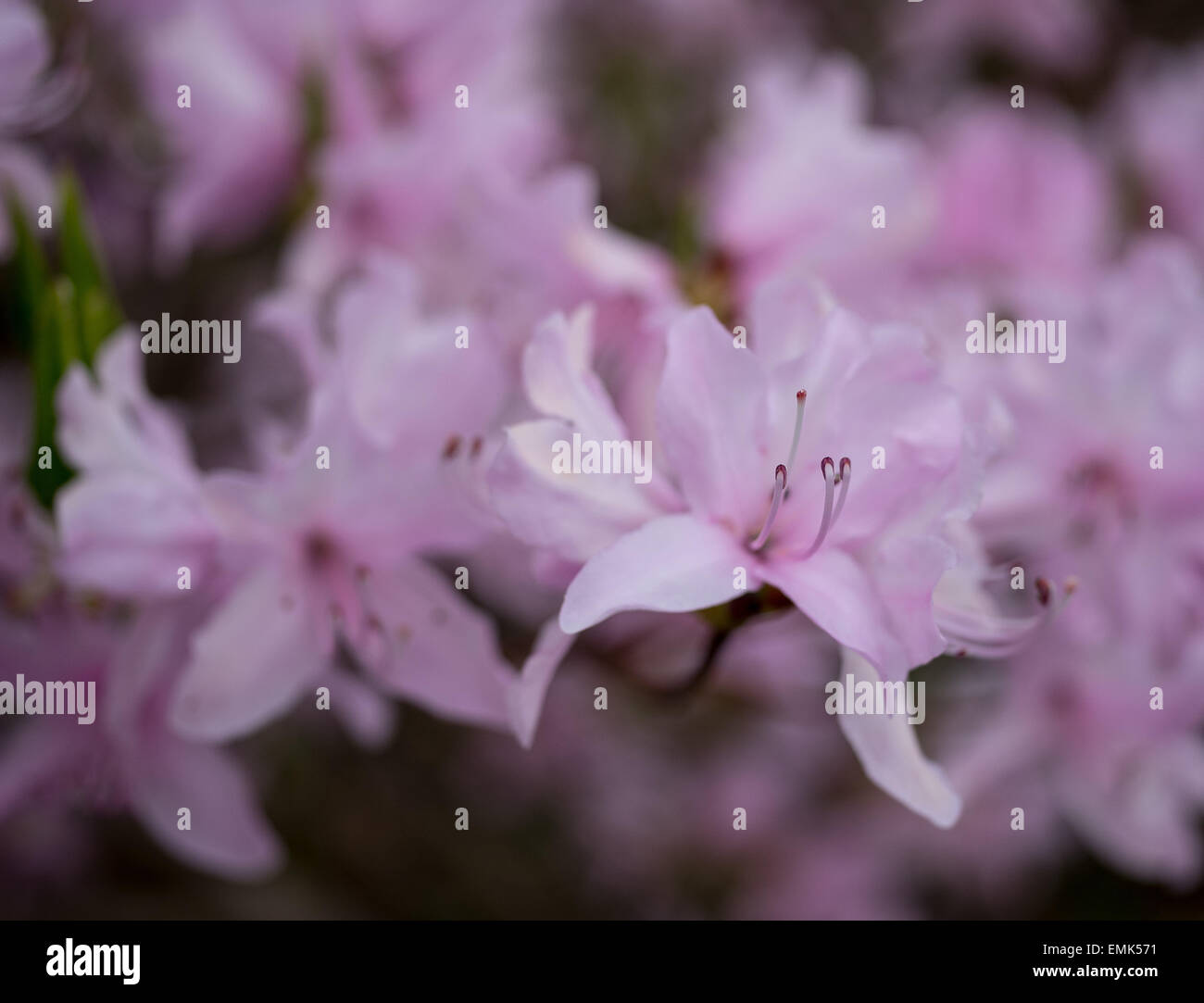 Pale roses Banque de photographies et d’images à haute résolution - Alamy