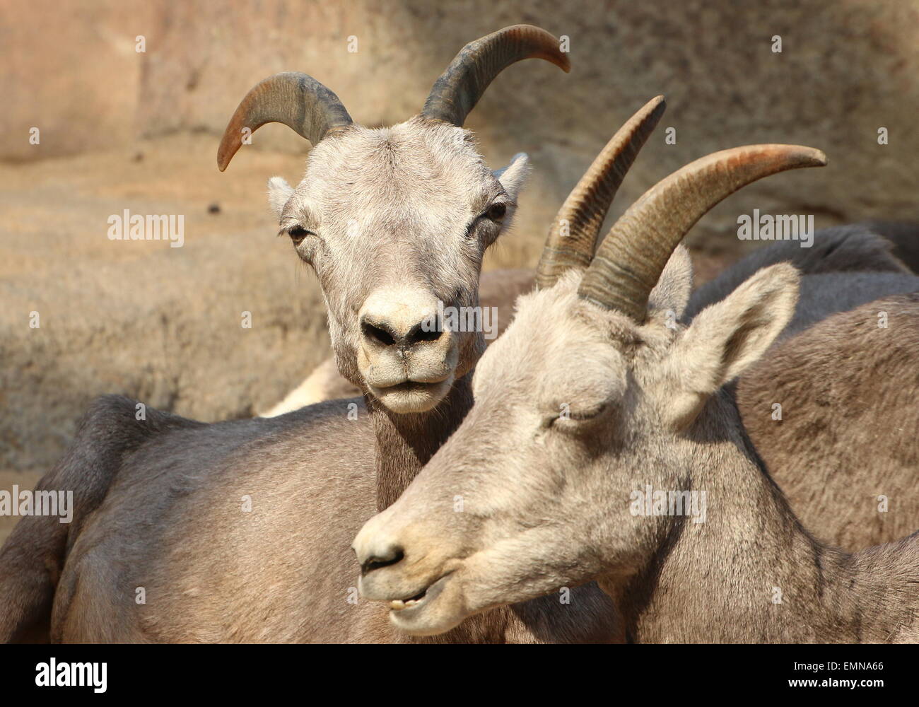 Grosse corne brebis ovis canadensis Banque de photographies et d’images ...