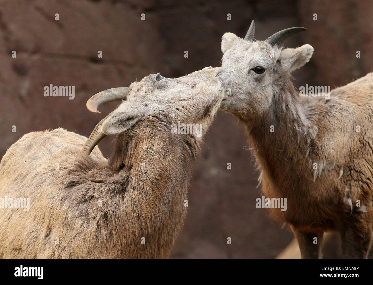 Grosse corne brebis ovis canadensis Banque de photographies et d’images ...