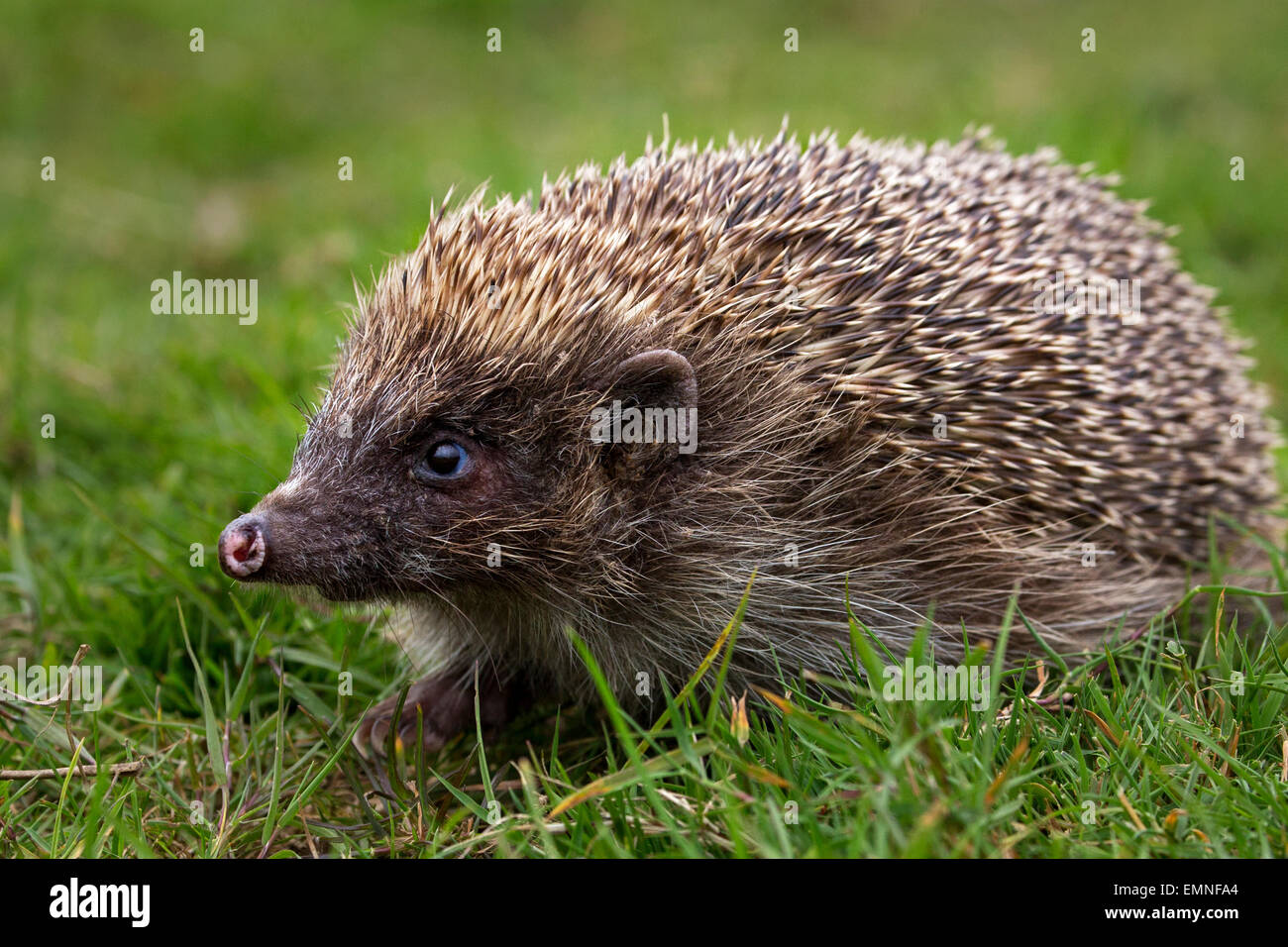 Le herisson Banque de photographies et d’images à haute résolution - Alamy