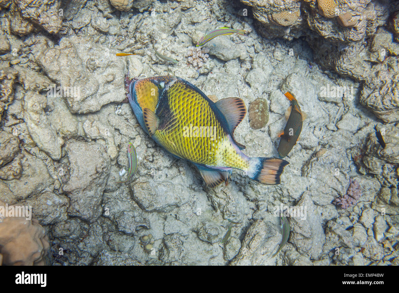 Gros poisson mange les coraux Photo Stock - Alamy
