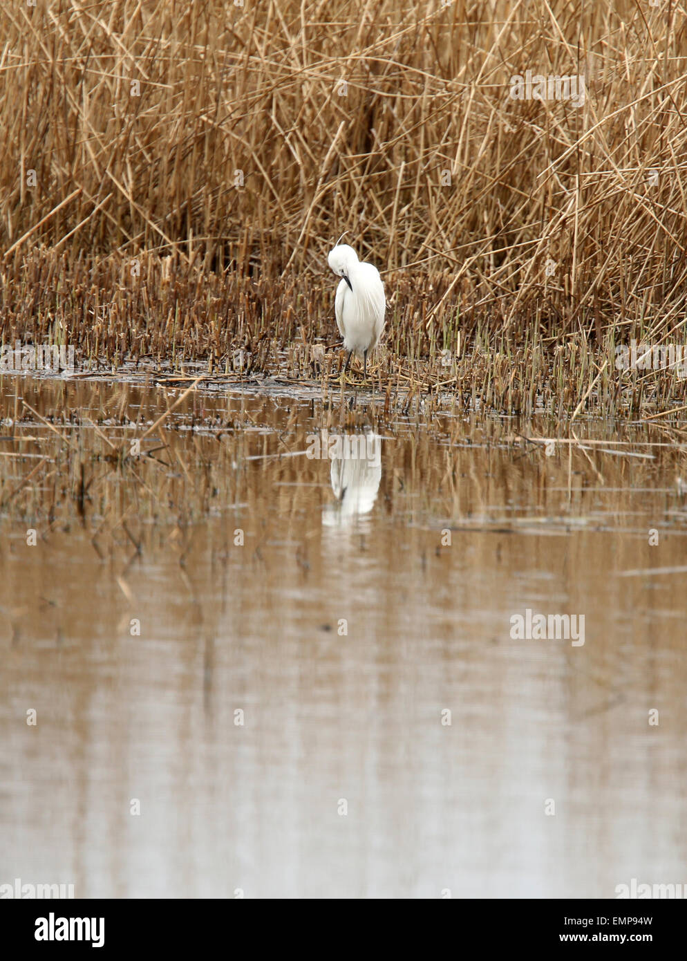 Petite aigrette blanche Banque de photographies et d’images à haute ...