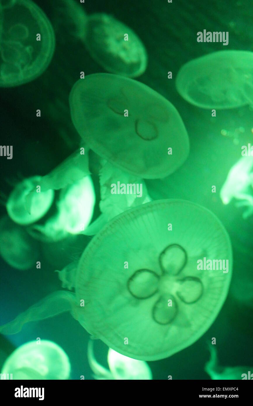 Les méduses lumineuses méduse de lune subaquatique (Aurelia aurita ...