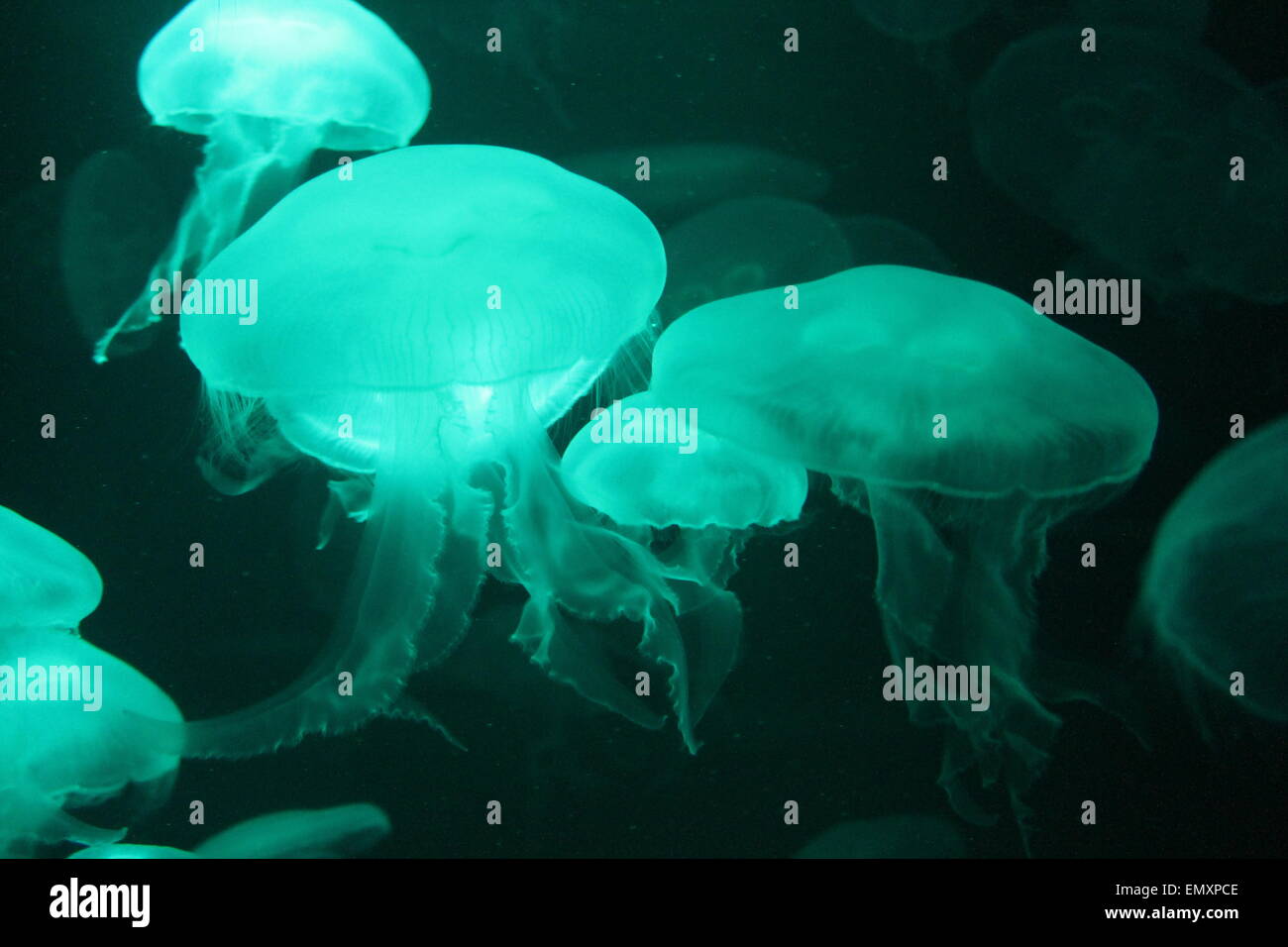 Les méduses lumineuses méduse de lune subaquatique (Aurelia aurita ...