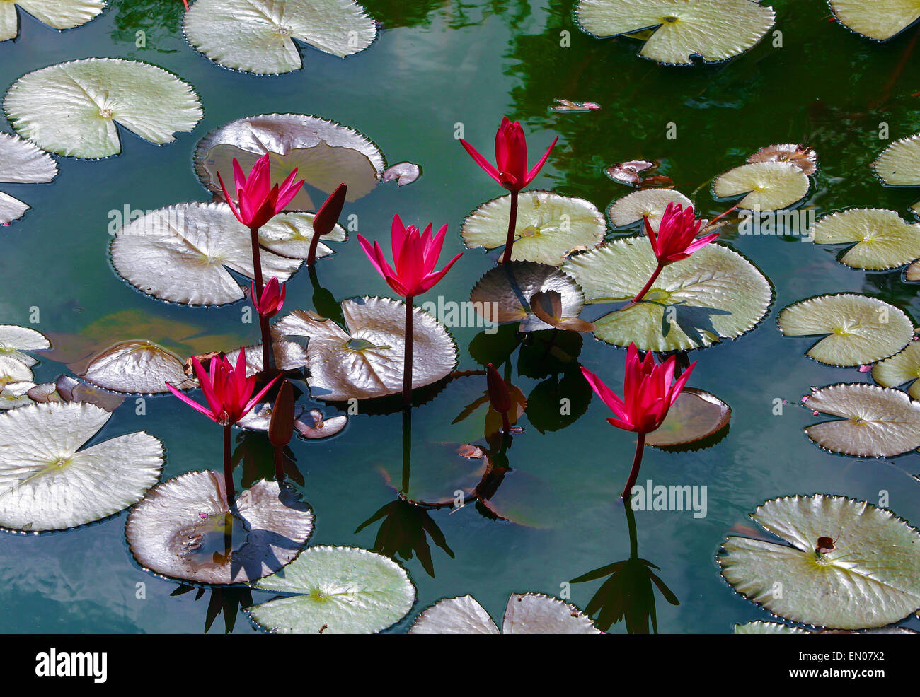 Lotus cave Banque de photographies et d’images à haute résolution - Alamy