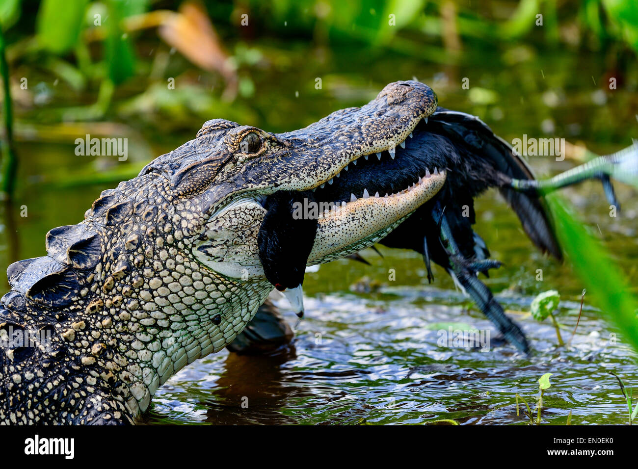 Alligator roar Banque de photographies et d’images à haute résolution ...
