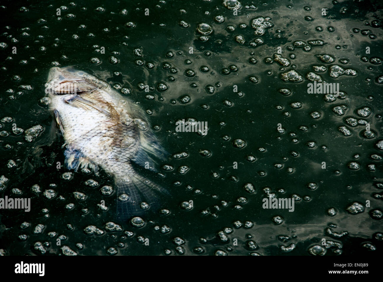 Polluted Water Dead Fish Banque d'image et photos - Alamy