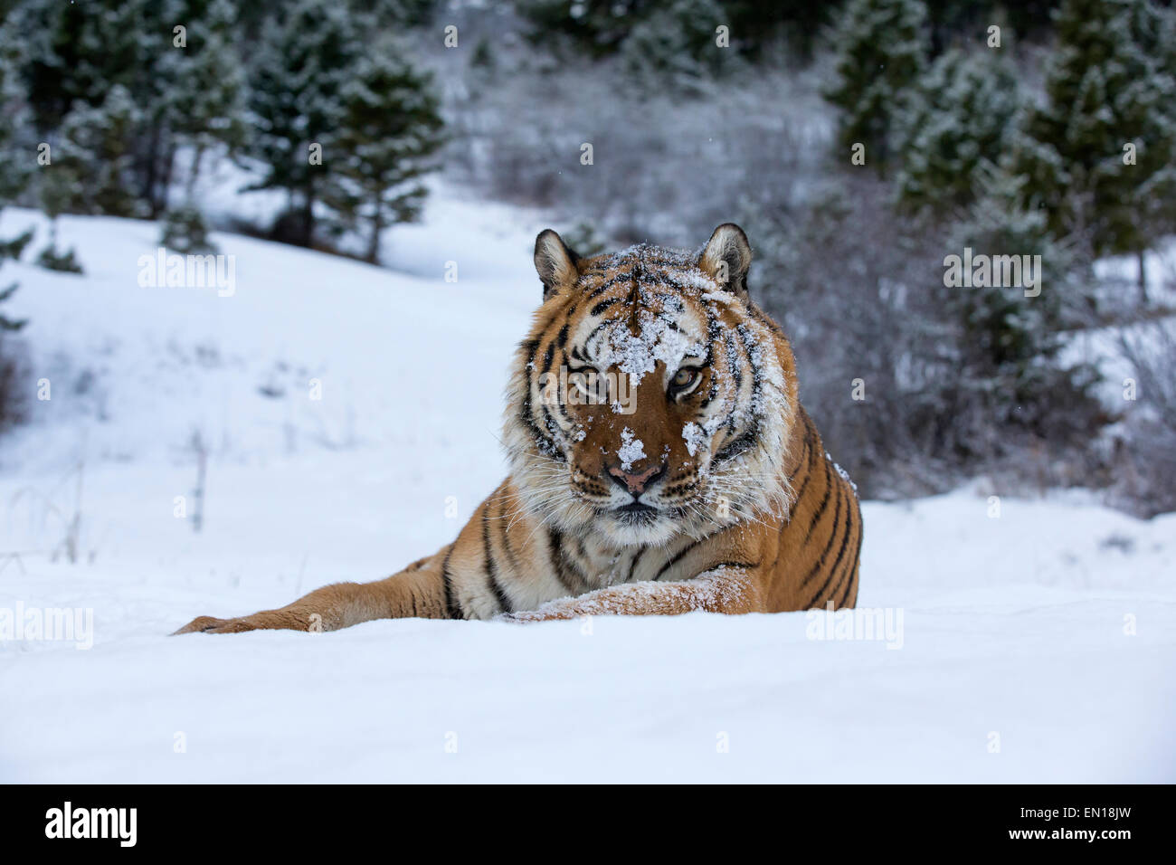 Tigre de sibérie Banque de photographies et d’images à haute résolution ...