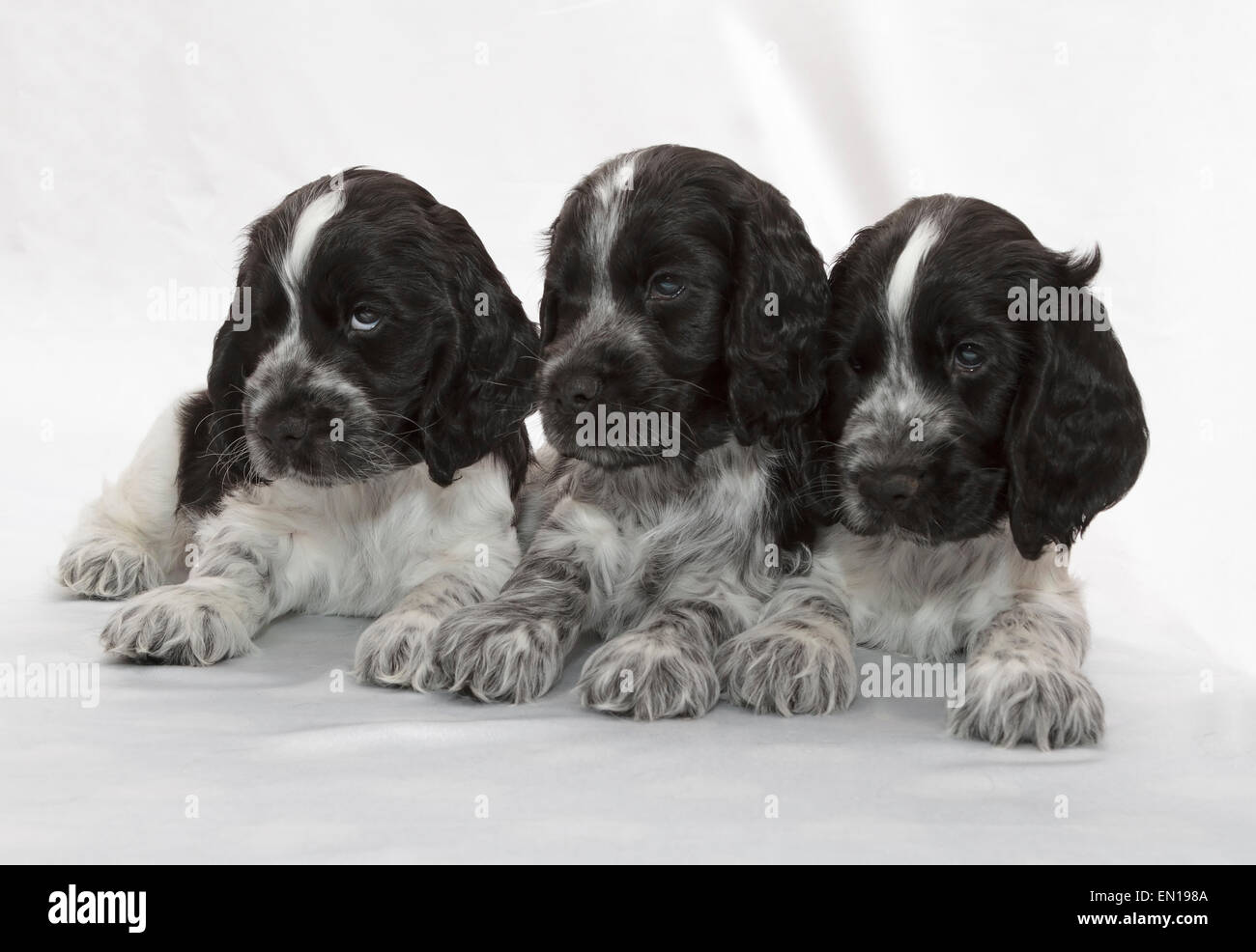 Cocker spaniel puppies Banque de photographies et d’images à haute ...
