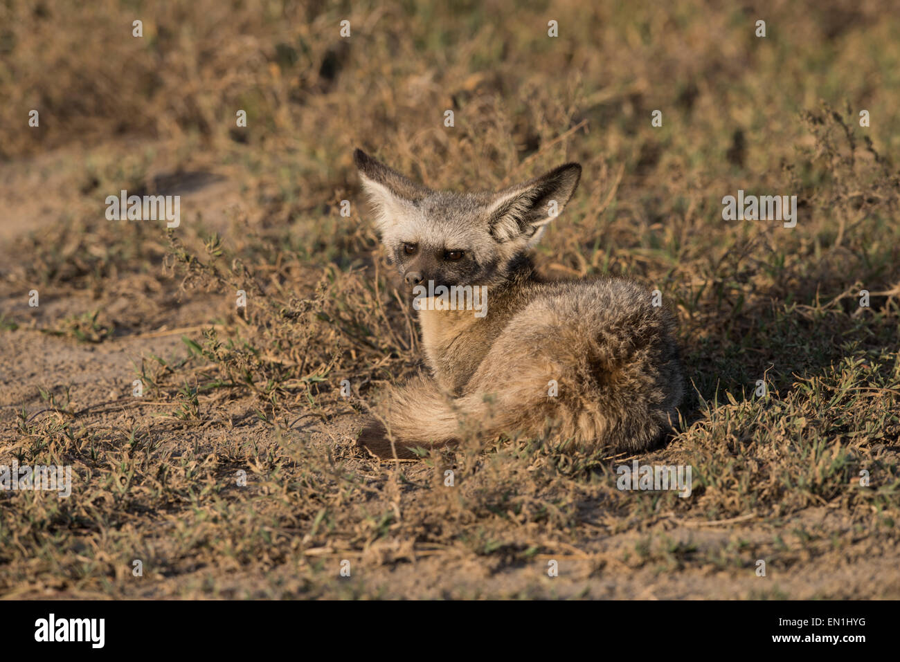 Renard au repos Banque de photographies et d’images à haute résolution ...