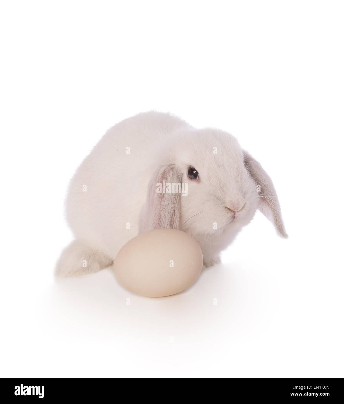 Baby mini lop ear bunny Banque d'images détourées - Alamy