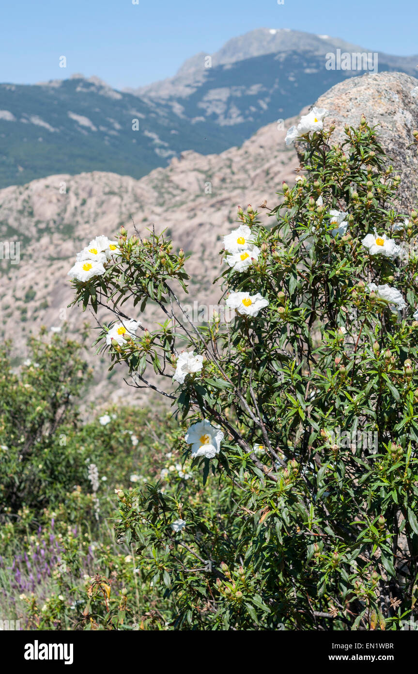 Fleurs de gomme ciste, Cistus ladanifer. Photo prise à Guadarrama, La ...