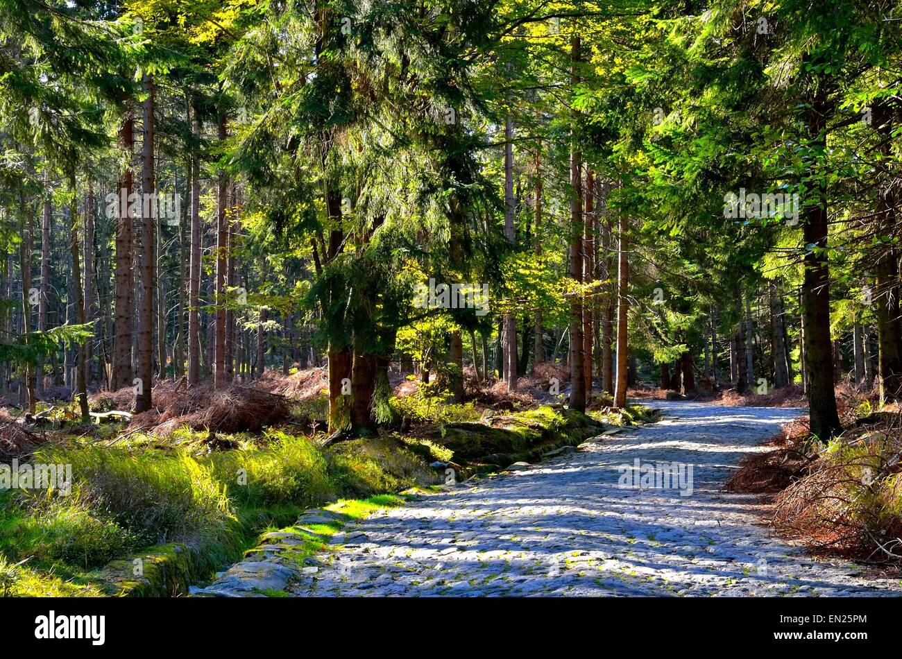 Chemin sinueux conduit Banque de photographies et d’images à haute ...