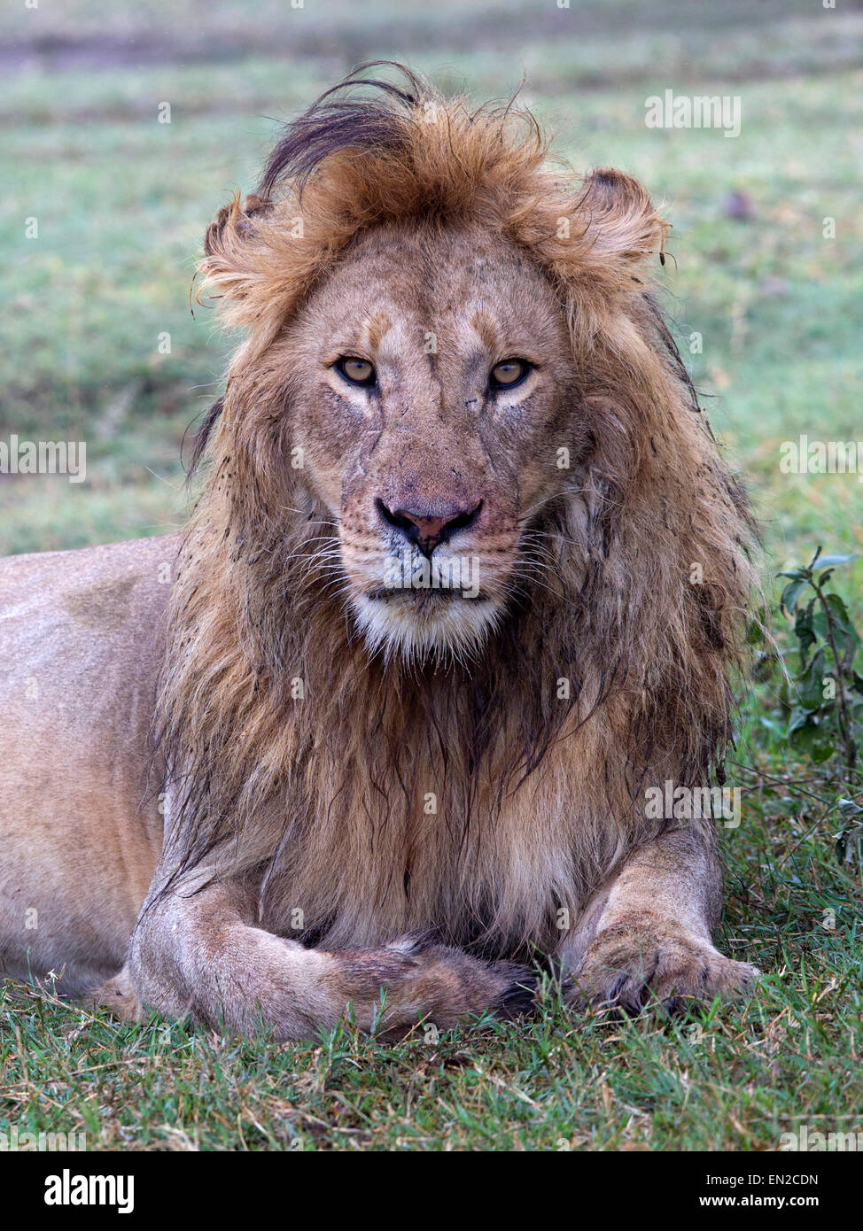 La tête et la crinière du lion mâle Photo Stock - Alamy