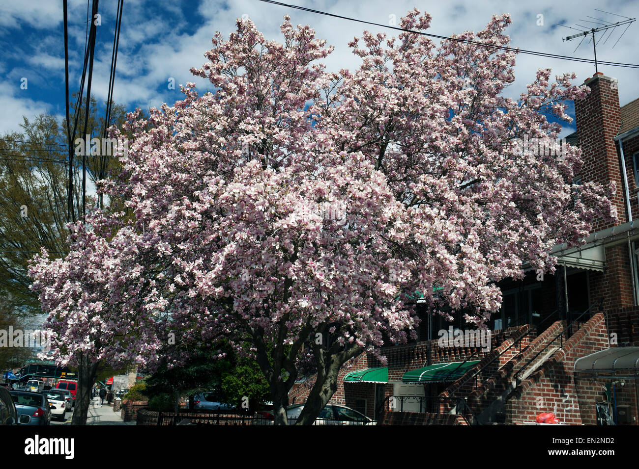 Pollen de magnolia Banque de photographies et d’images à haute ...