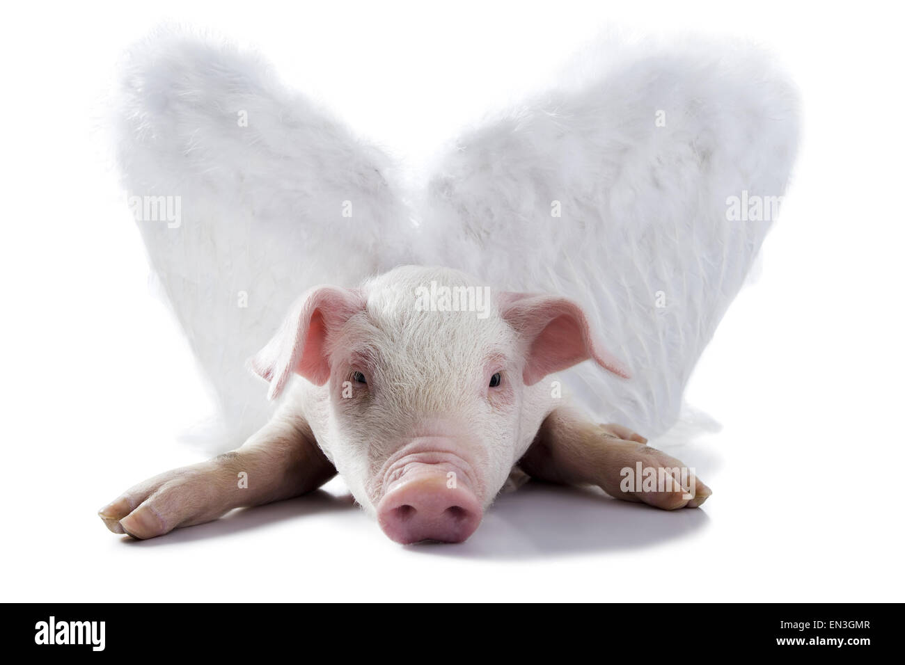 Flying pig Banque de photographies et d’images à haute résolution - Alamy